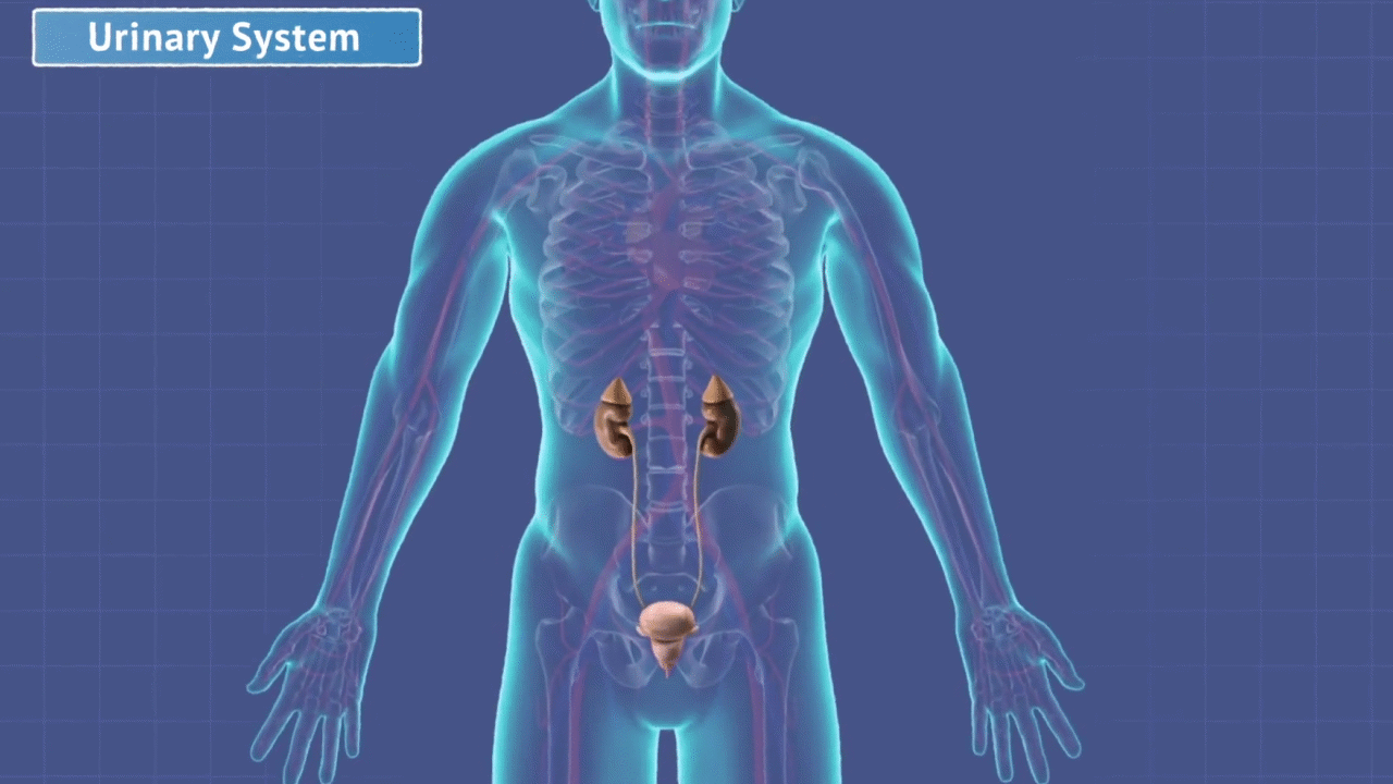 How Does the Urinary System Work? | ClickView