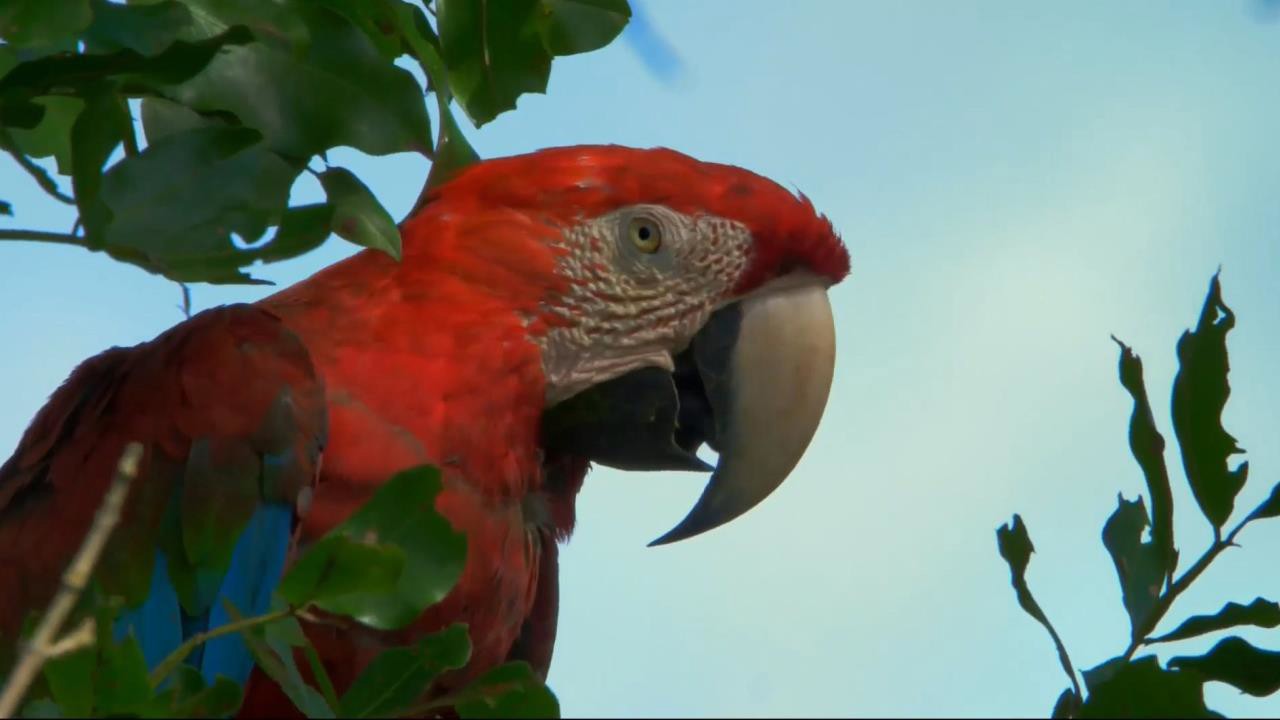 Amazon - Documentary revealing the animals, l... - ClickView