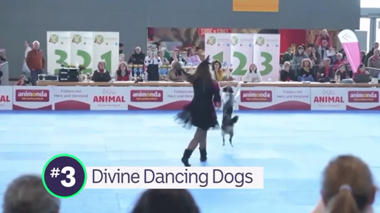 Dancing Dogs - And finally to some very talen... - ClickView