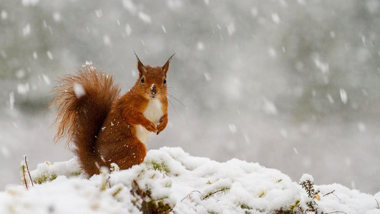 Winterwatch - Airs 9:00 PM 7 Dec 2022 on BBC FOUR HD - ClickView