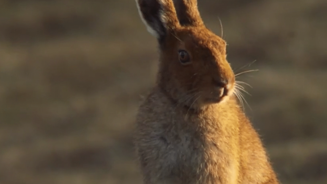 Hare - The animals of the forest gather aroun... - ClickView