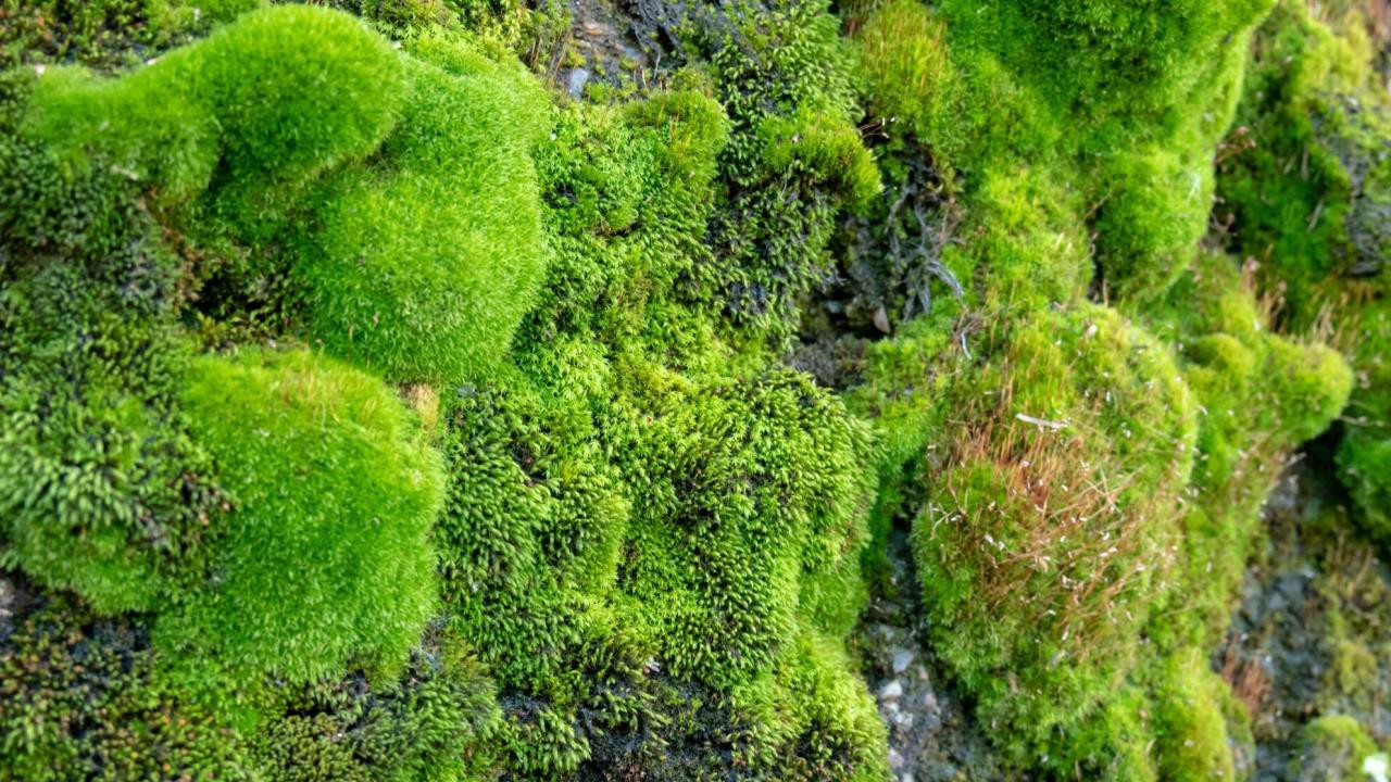 The Magical World of Moss - Airs 9:00 PM 1 Feb 2023 on BBC FOUR HD ...