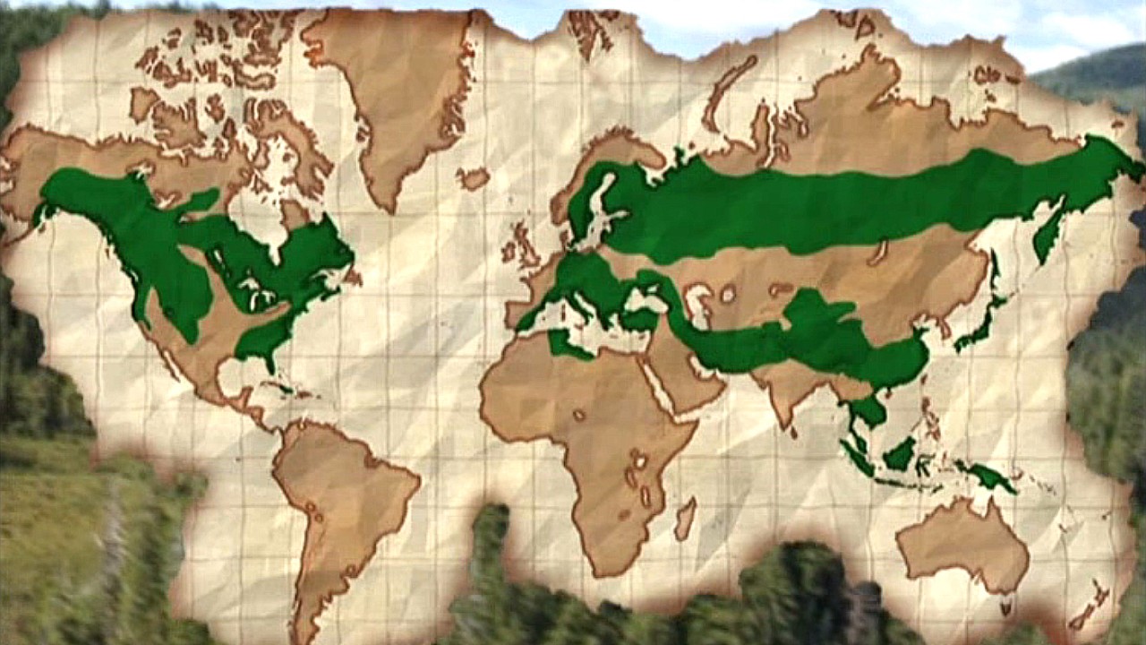 Coniferous Forests Video & Resources | ClickView