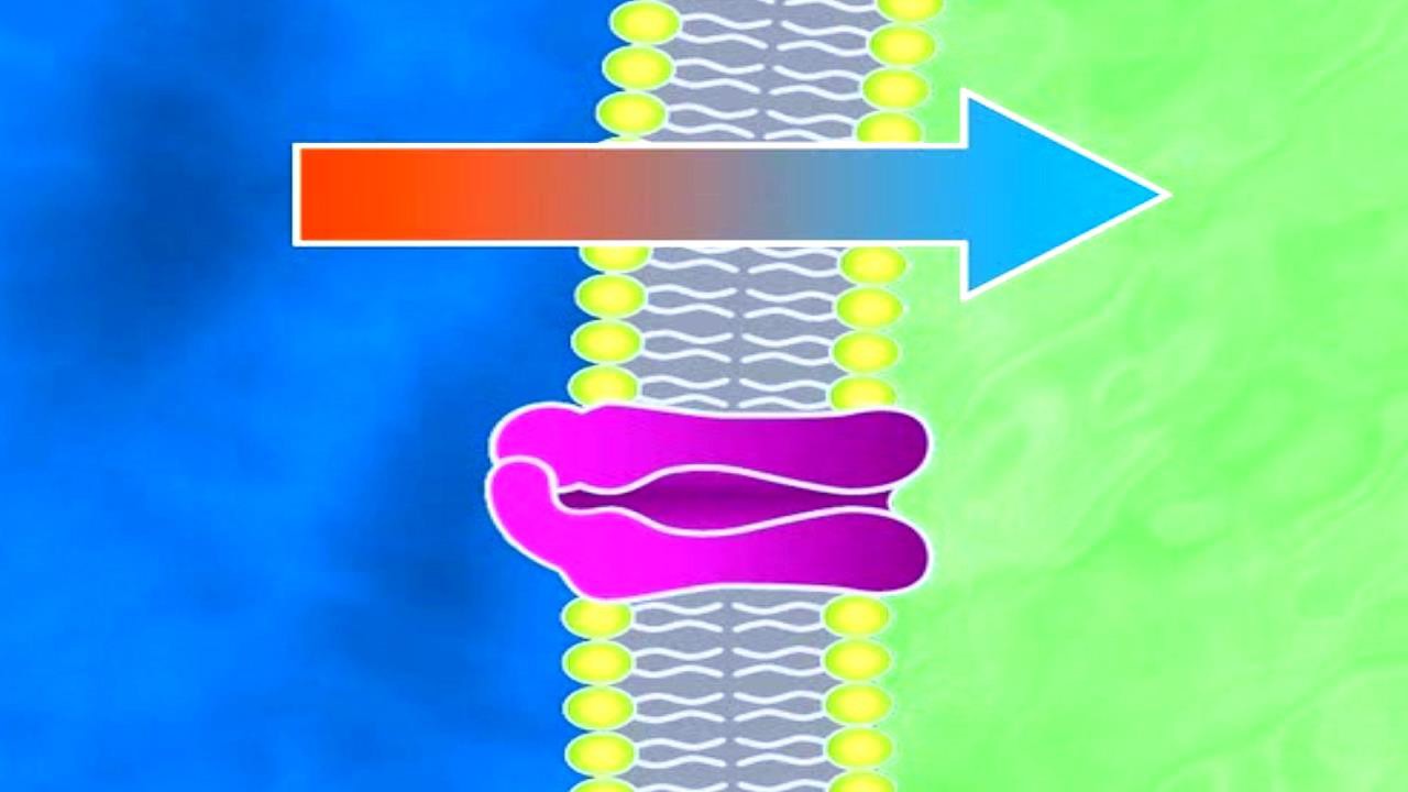 Cellular Signalling - ClickView