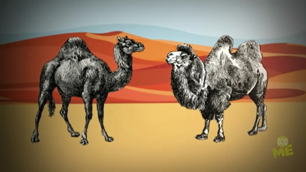 Pet Camels - 12/06/2019 Video & Resources | ClickView