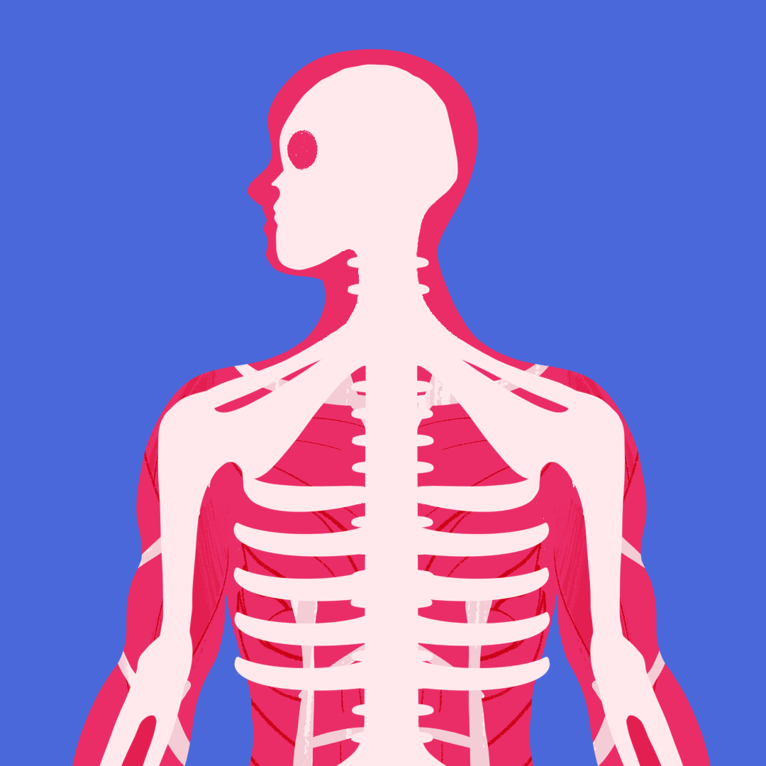 The Musculoskeletal System | ClickView