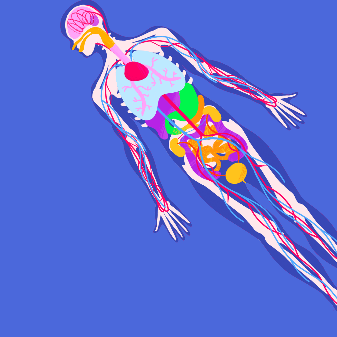 Body Parts and Systems | ClickView