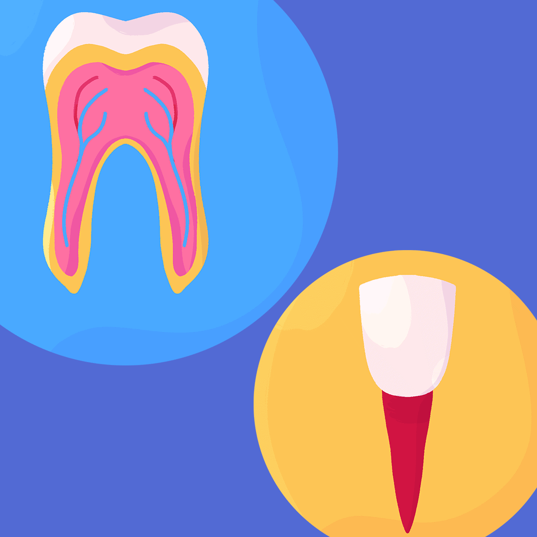 Teeth Videos, Resources & Worksheets | ClickView