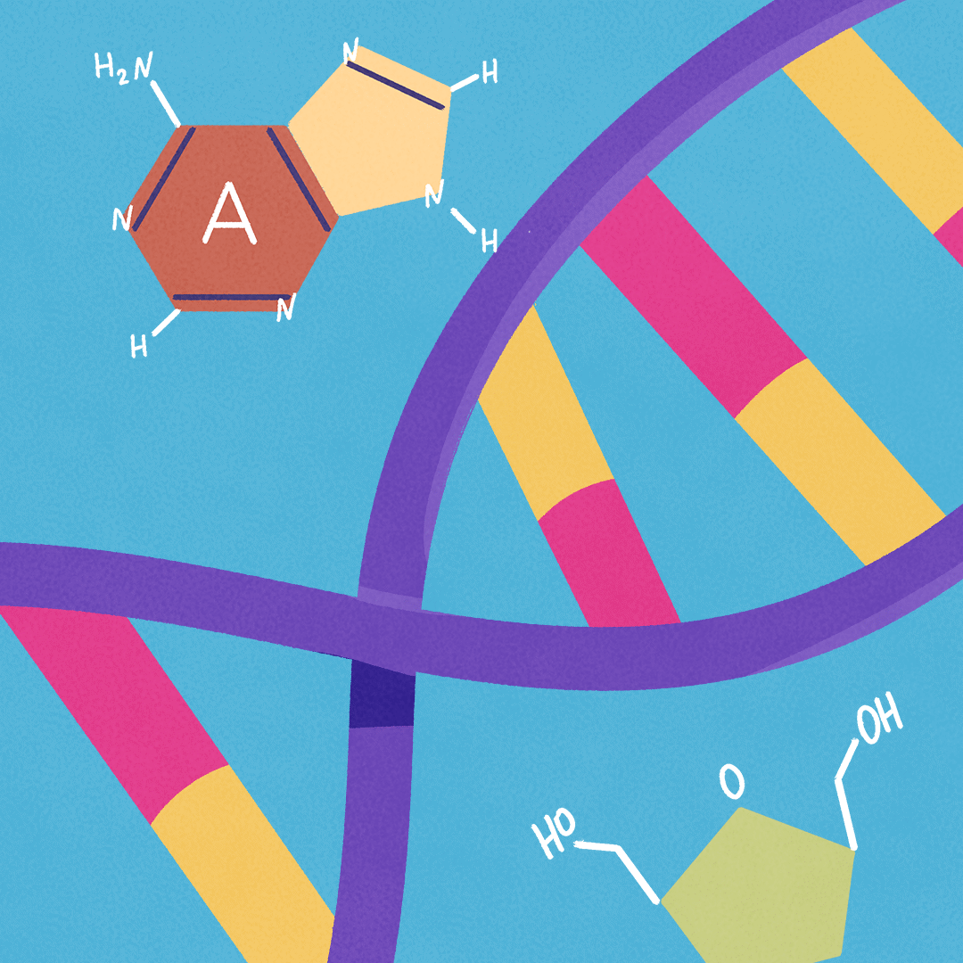 DNA Structure and Replication | ClickView