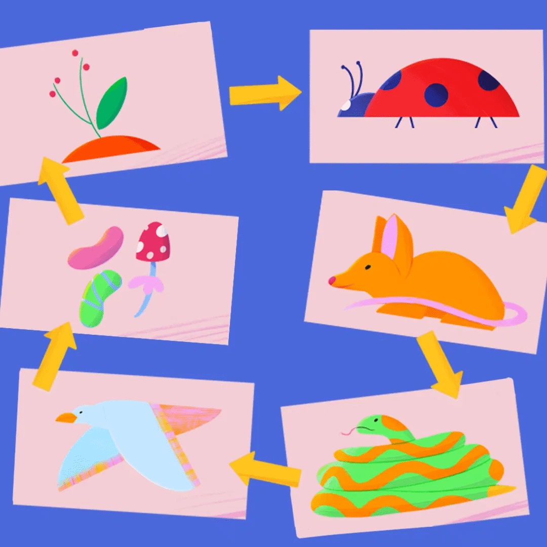 Food Chains Videos, Resources & Worksheets | ClickView