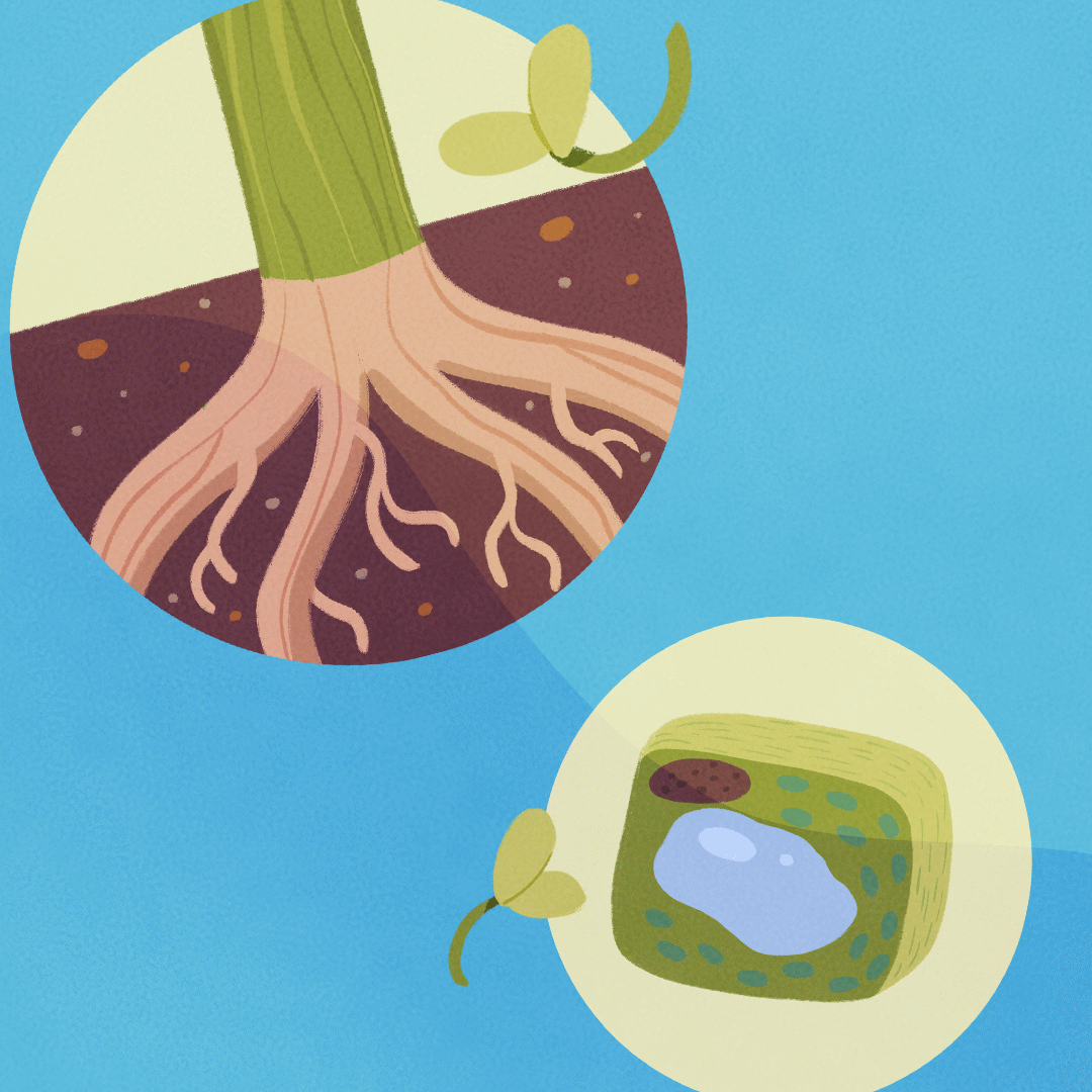 Healthy Plants Videos, Resources & Worksheets | ClickView