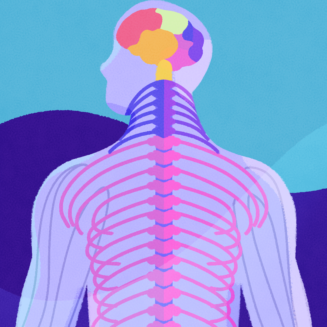 The Nervous System Videos, Resources & Worksheets | ClickView