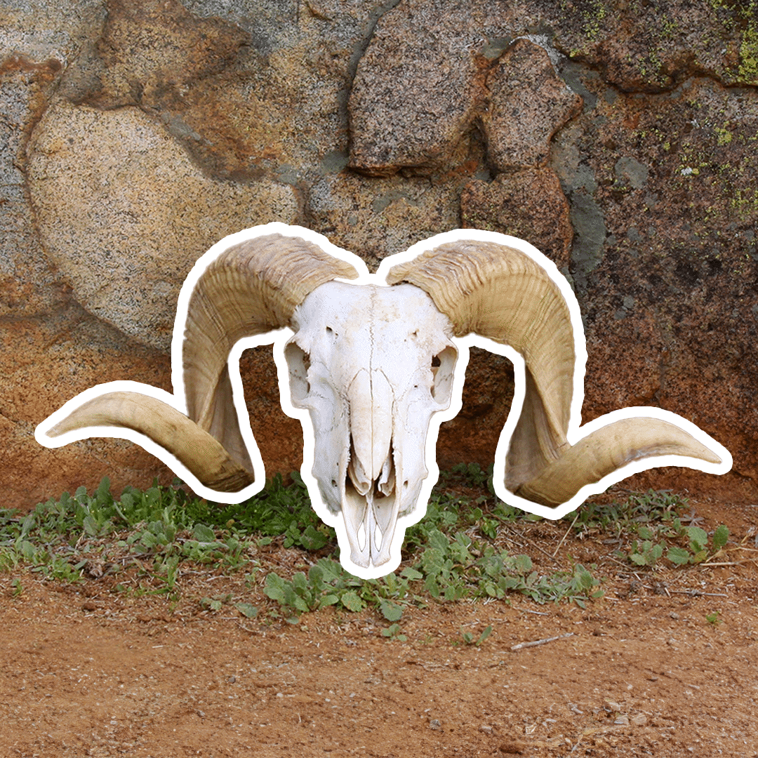 Animal Anatomy | Streamable Learning