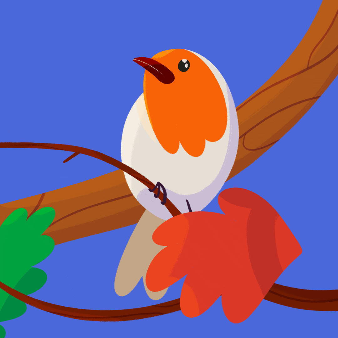 Birds Videos, Resources & Worksheets | ClickView
