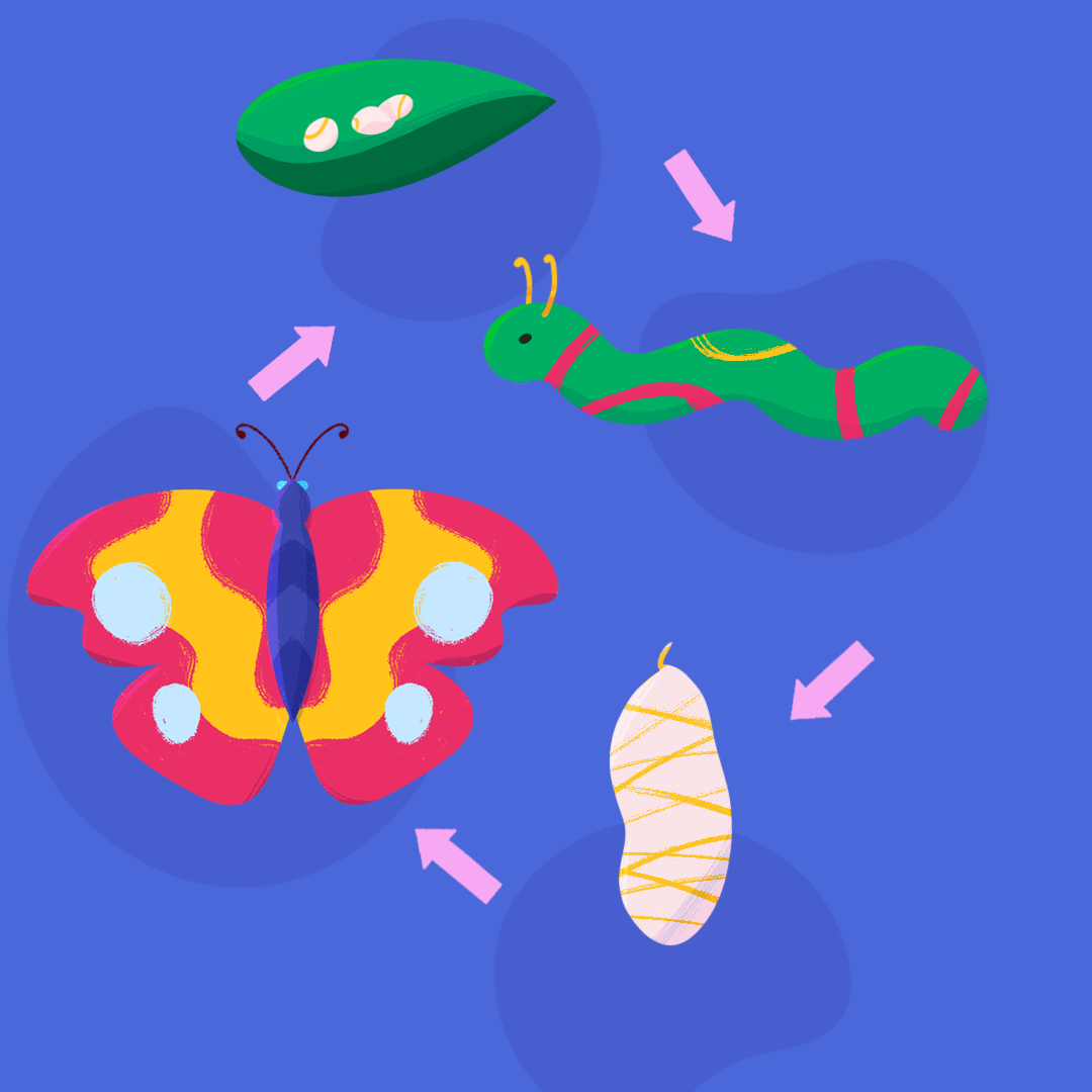 Insect Life Cycles Videos, Resources & Worksheets | ClickView