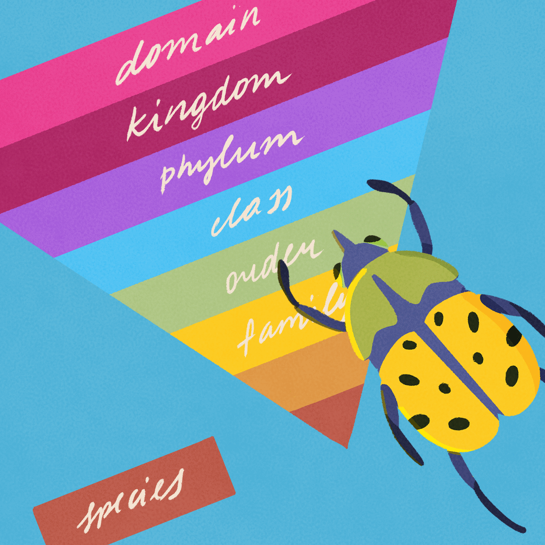 Classification Videos, Resources & Worksheets | ClickView