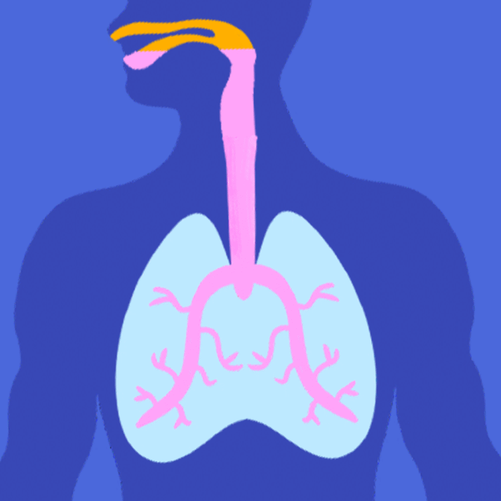 The Human Respiratory System | ClickView