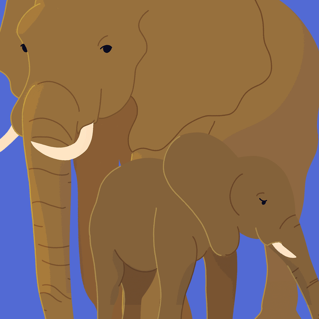 World Elephant Day Videos, Resources & Worksheets | ClickView
