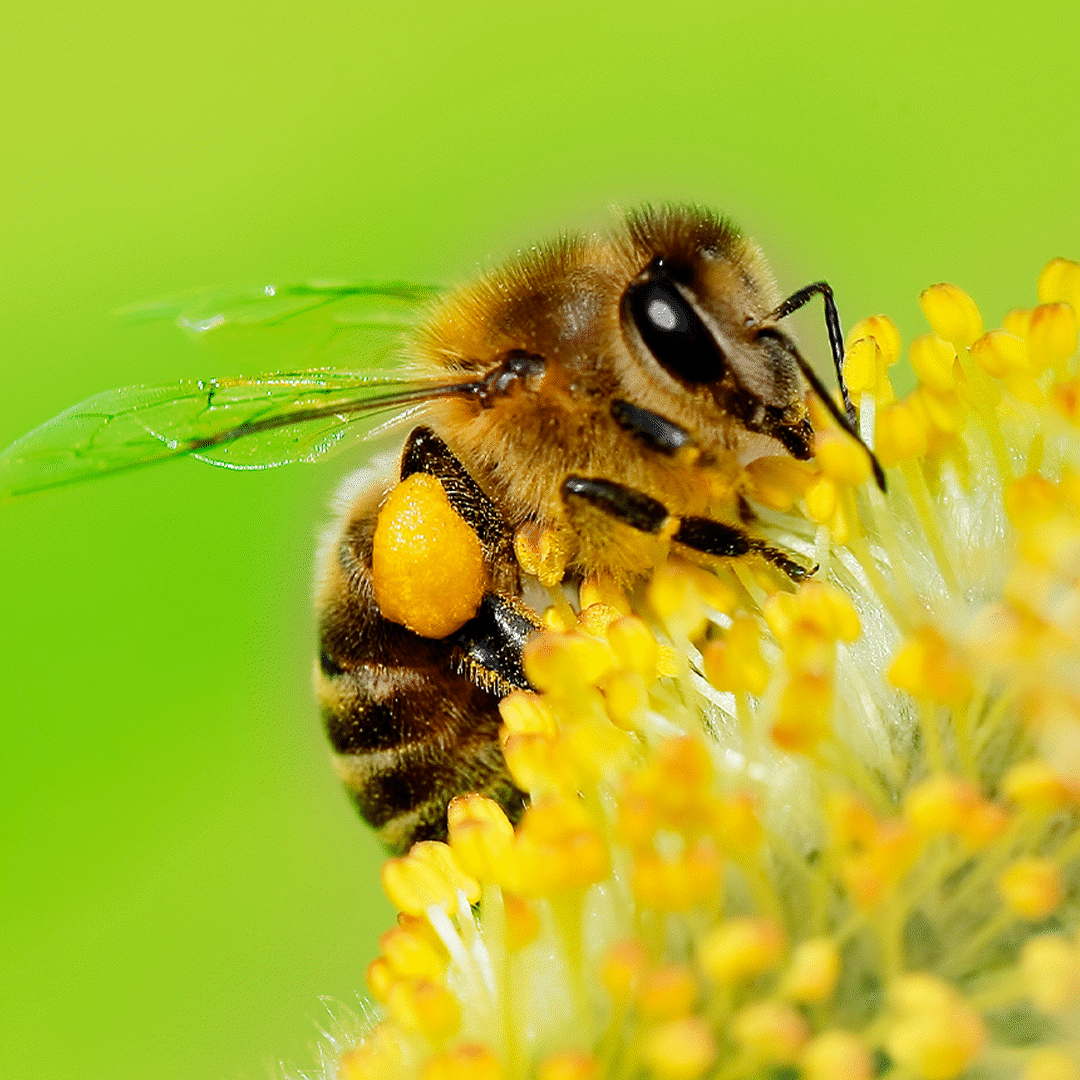 Life Processes Videos, Resources & Worksheets | ClickView