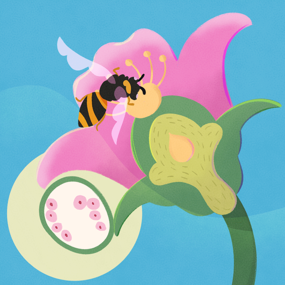Plant Reproduction Videos, Resources & Worksheets | ClickView