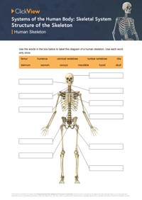 Structure of the Skeleton Video & Resources | ClickView