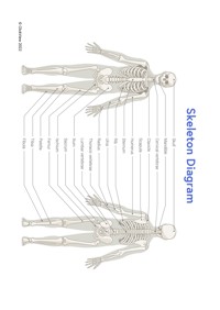 skeleton diagram bbc bitesize