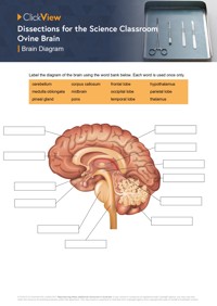Ovine Brain Video & Resources | ClickView