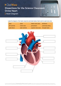 Ovine Heart Video & Resources | ClickView
