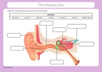 Science: The Human Ear Video & Resources | ClickView