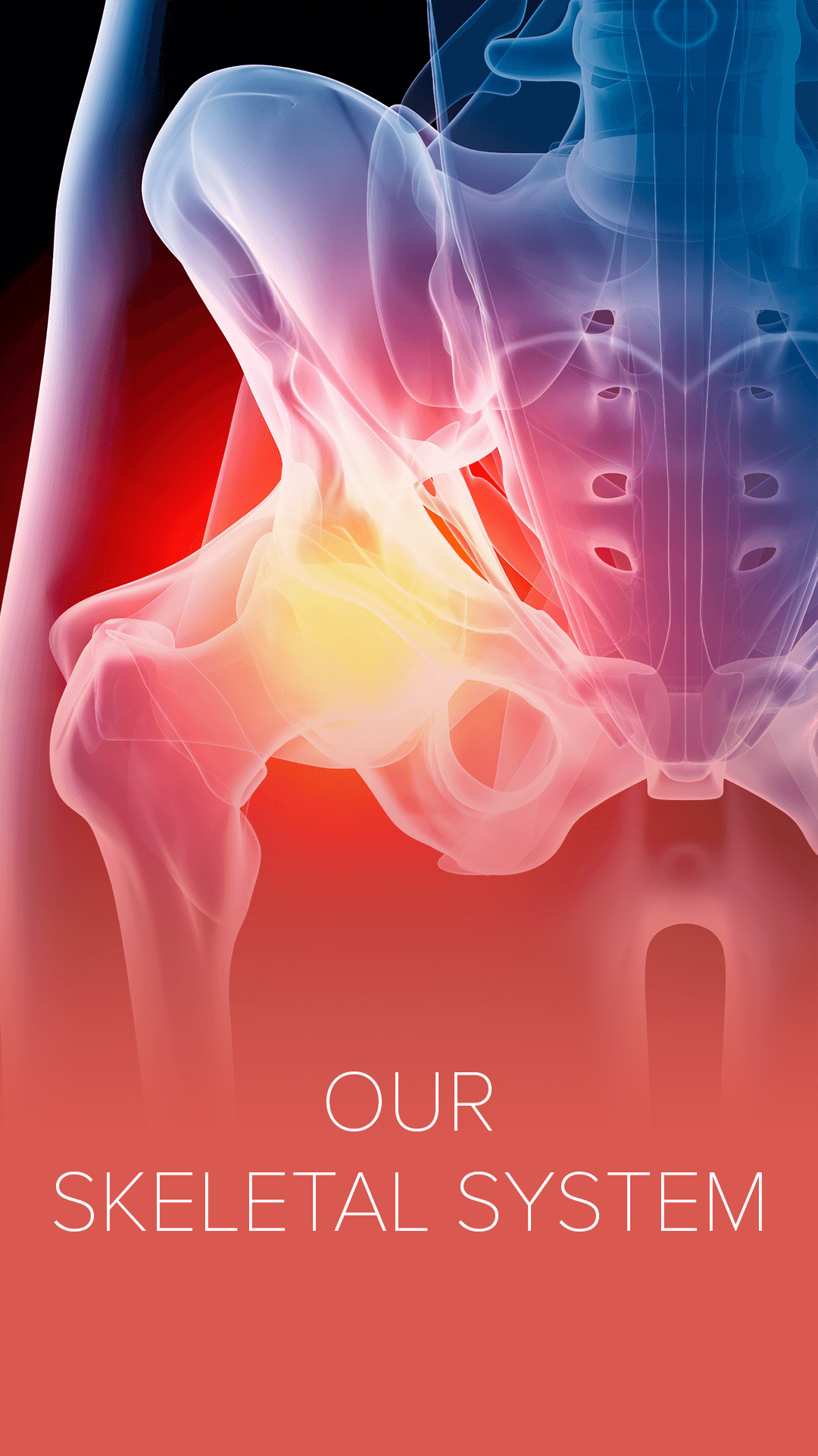 Our Skeletal System Videos & Resources | ClickView