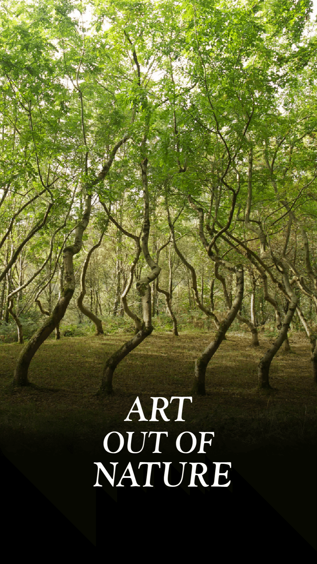 Art out of Nature Videos & Resources | ClickView