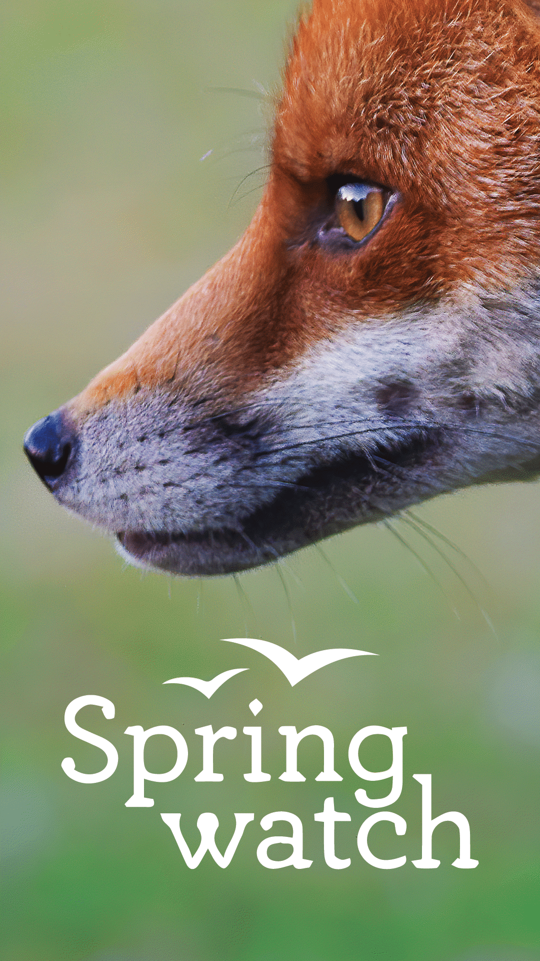 Springwatch Videos & Resources | ClickView