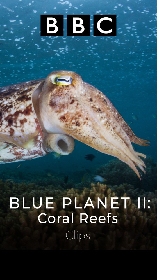 Blue Planet II: Coral Reefs (Clips) | ClickView