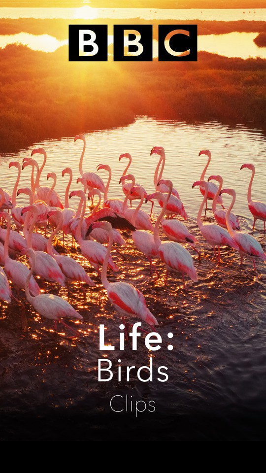 Birds Videos, Resources & Worksheets | ClickView