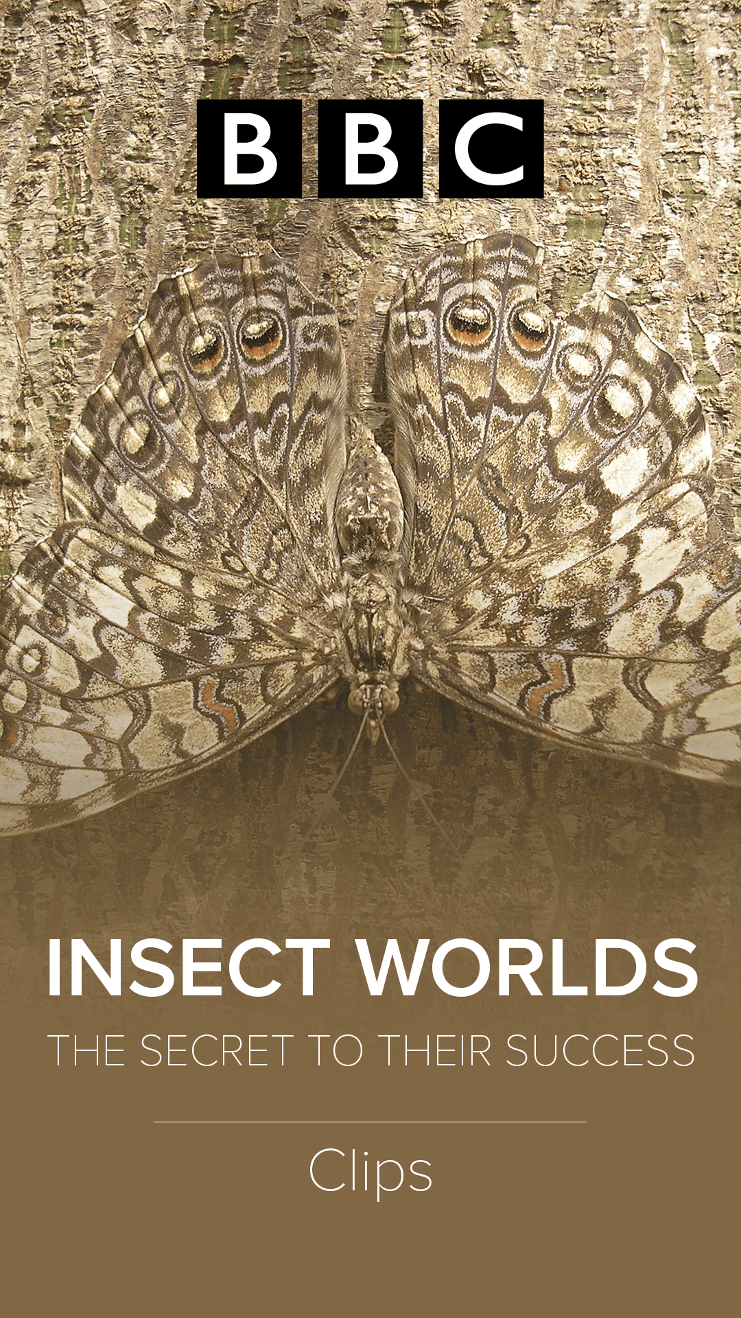 Insect Worlds: The Secret to Their Success (Clips) | ClickView
