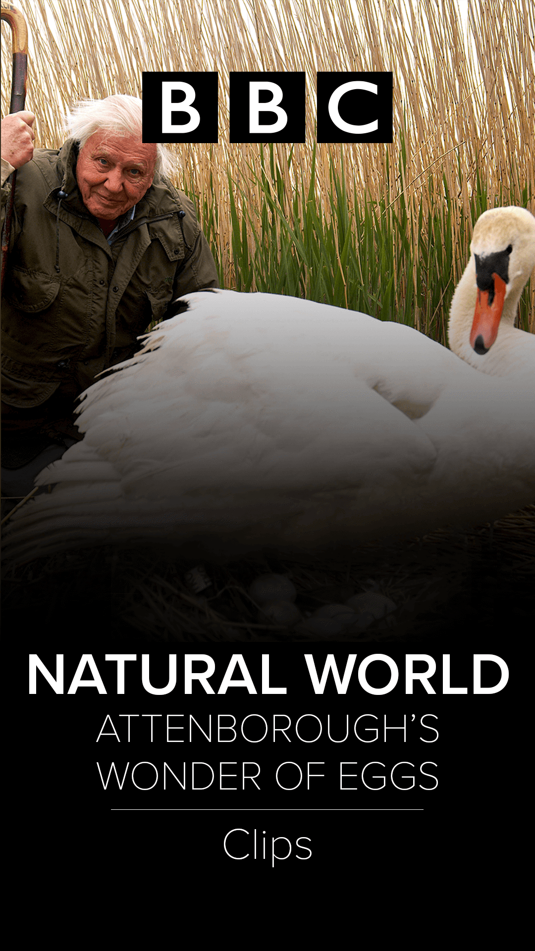 Natural World: Attenborough's Wonder of Eggs (Clips) | ClickView