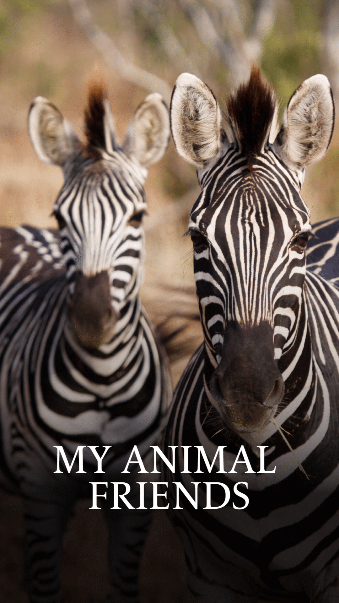 My Animal Friends Videos & Resources | ClickView