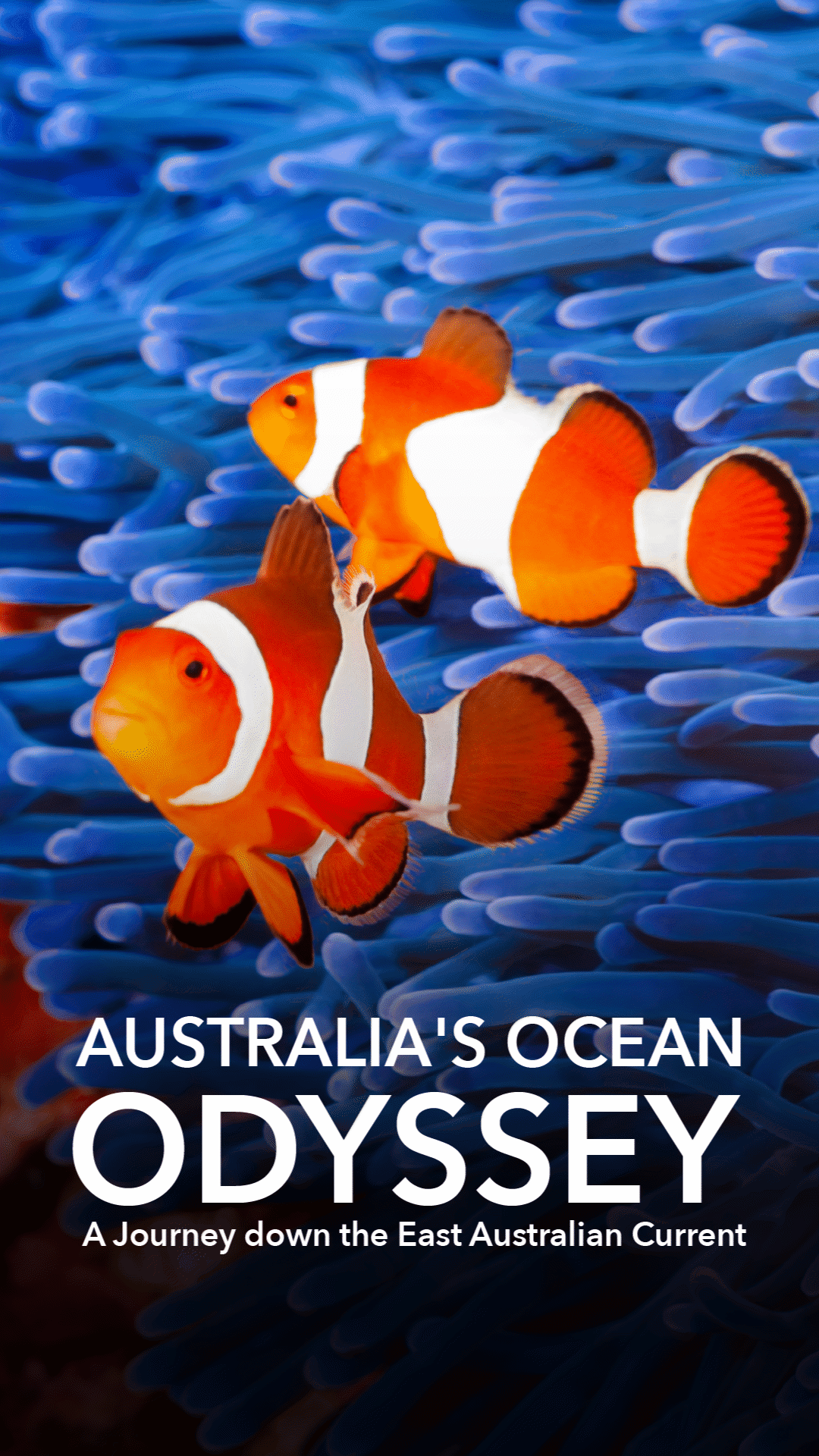 Australia's Ocean Odyssey: A Journey down the East Australian Current ...