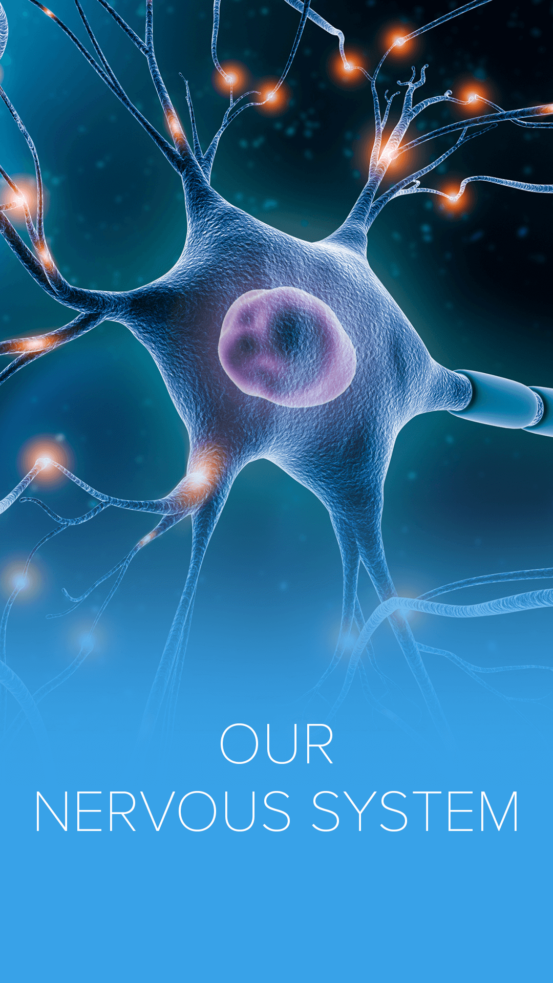 Our Nervous System Videos & Resources | ClickView