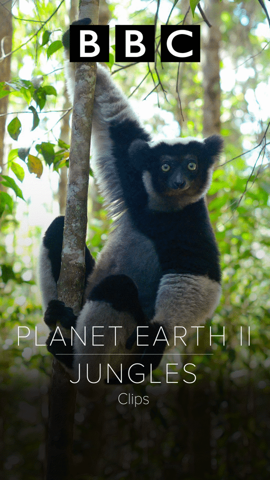 Planet Earth II: Jungles (Clips) | ClickView