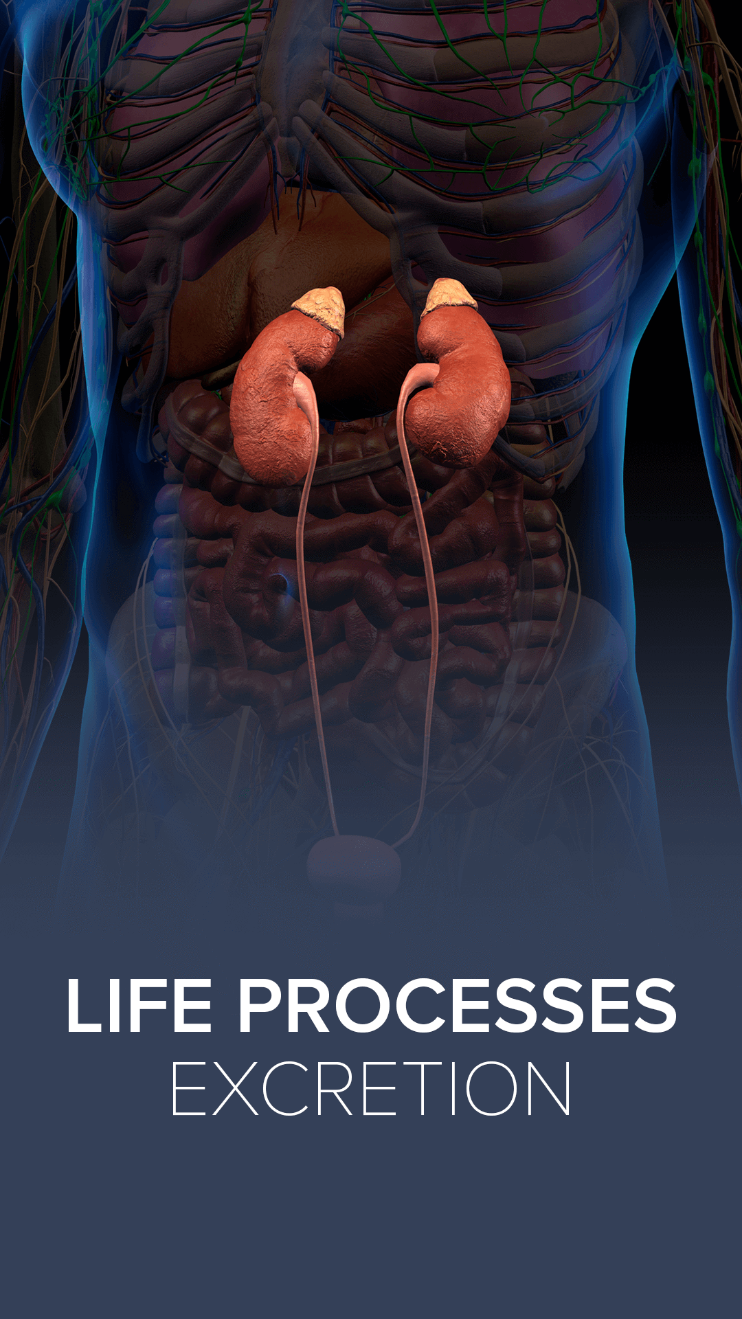 Life Processes: Excretion Videos & Resources | ClickView
