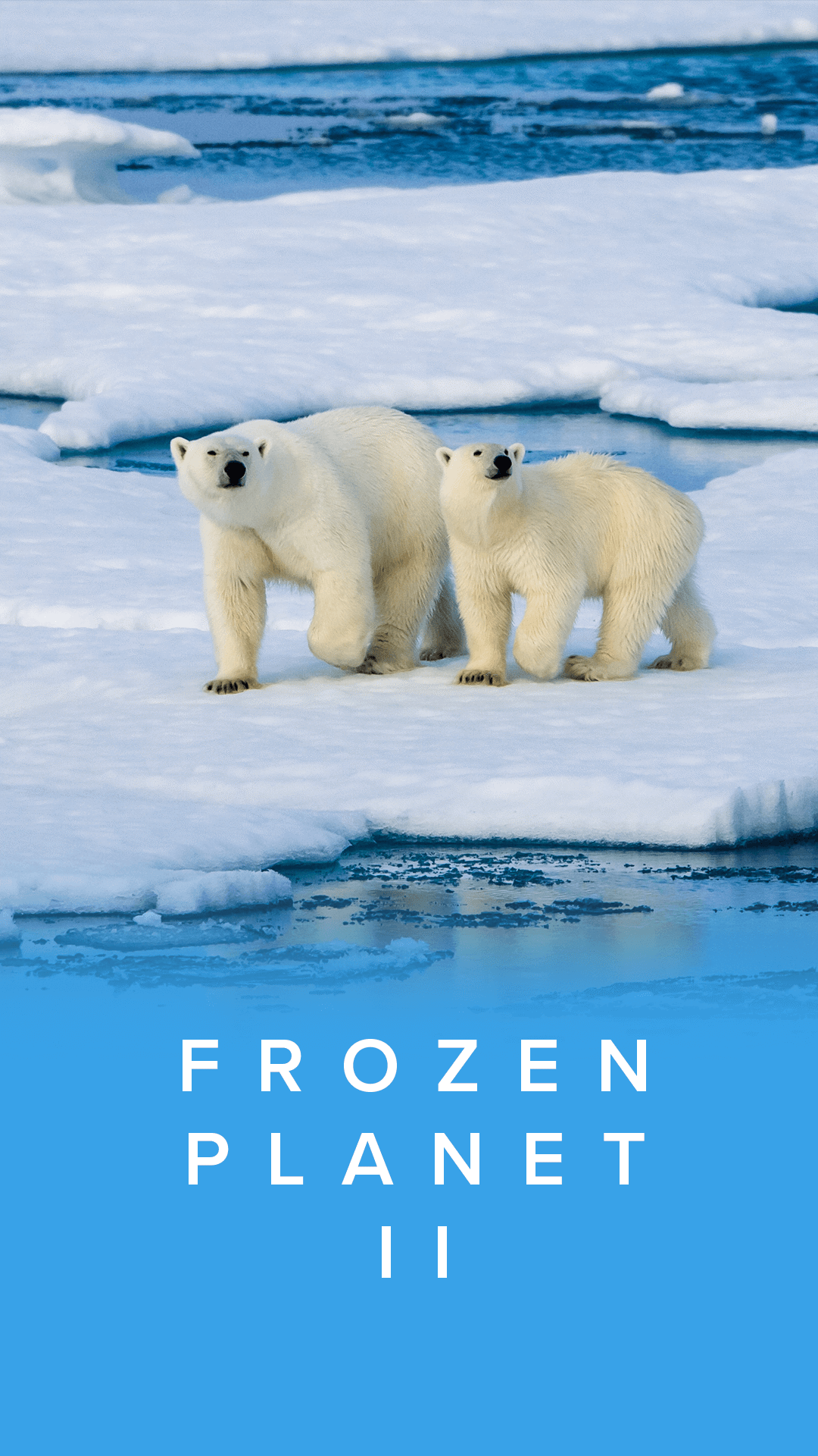 Frozen Planet II Videos & Resources | ClickView