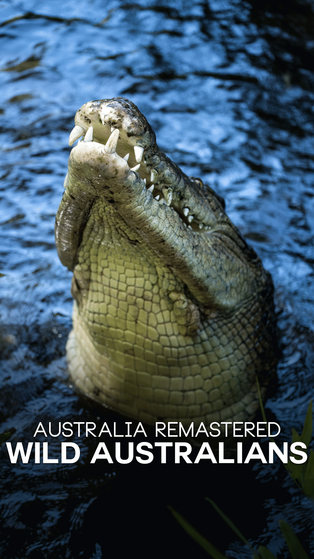 Australia Remastered: Wild Australians | ClickView