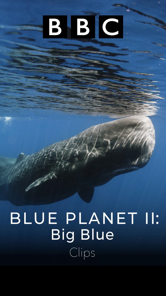 Blue Planet II: Big Blue (Clips) | ClickView