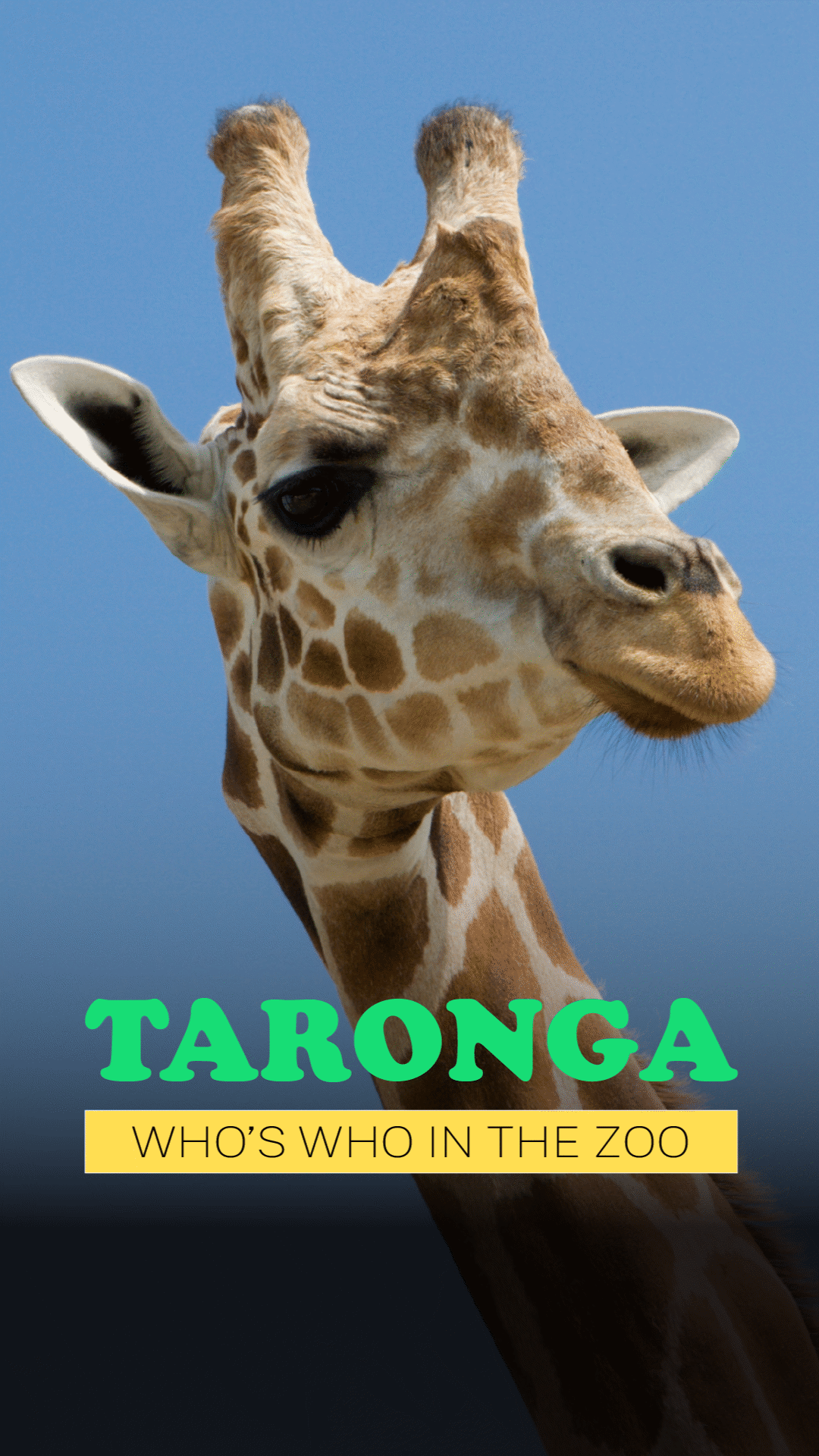 Taronga: Who's Who in the Zoo Videos & Resources | ClickView