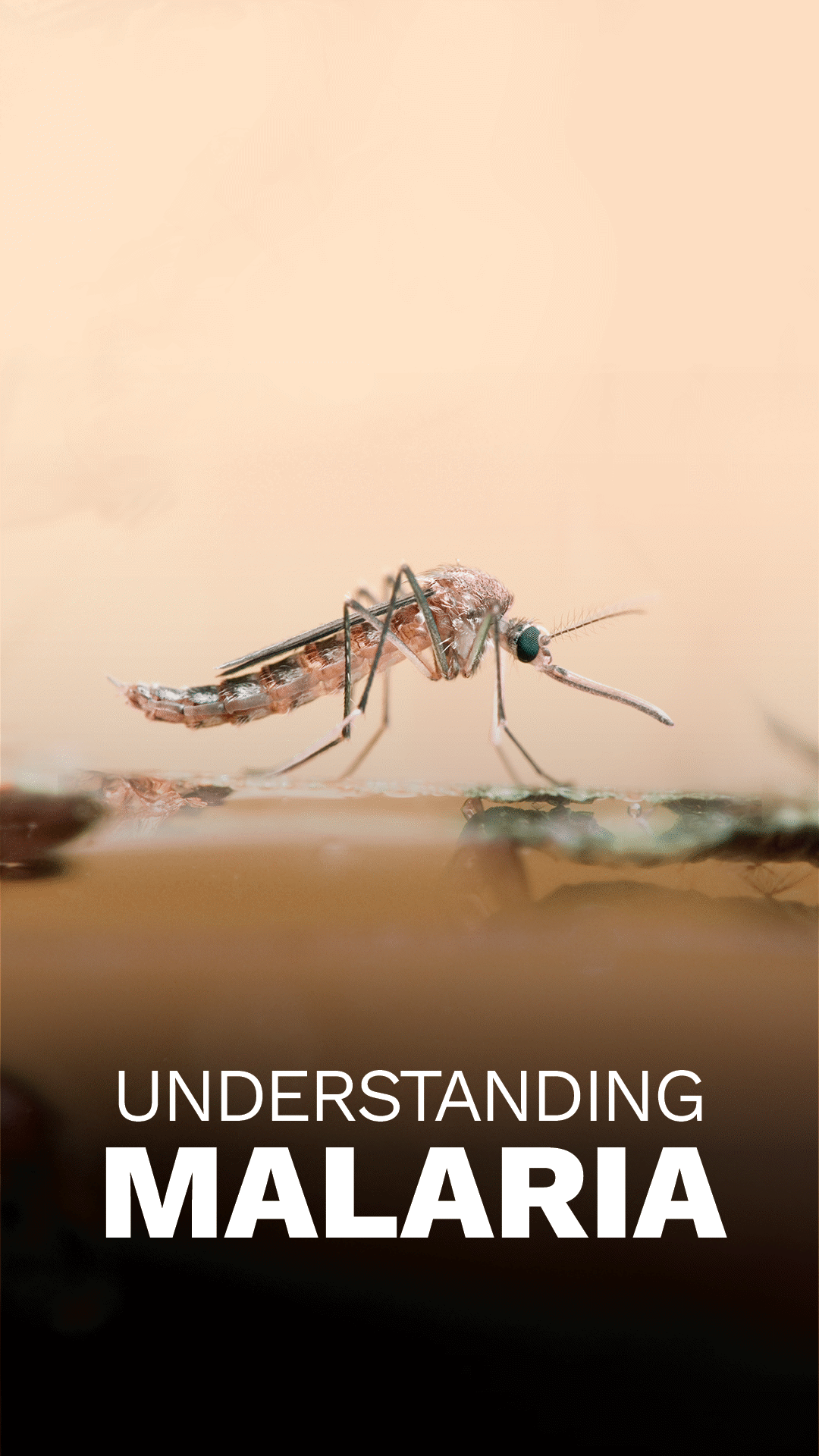 Understanding Malaria Videos & Resources | ClickView