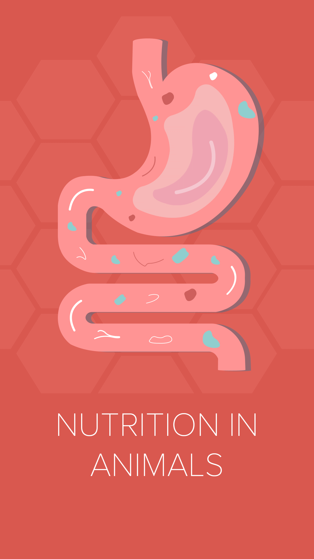 Nutrition in Animals Videos & Resources | ClickView