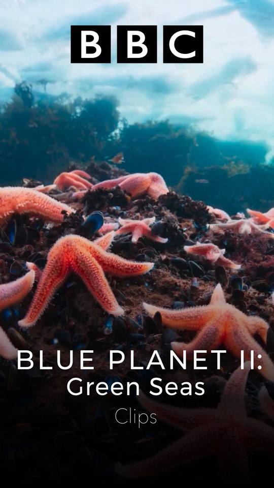 Blue Planet II: Green Seas (Clips) | ClickView