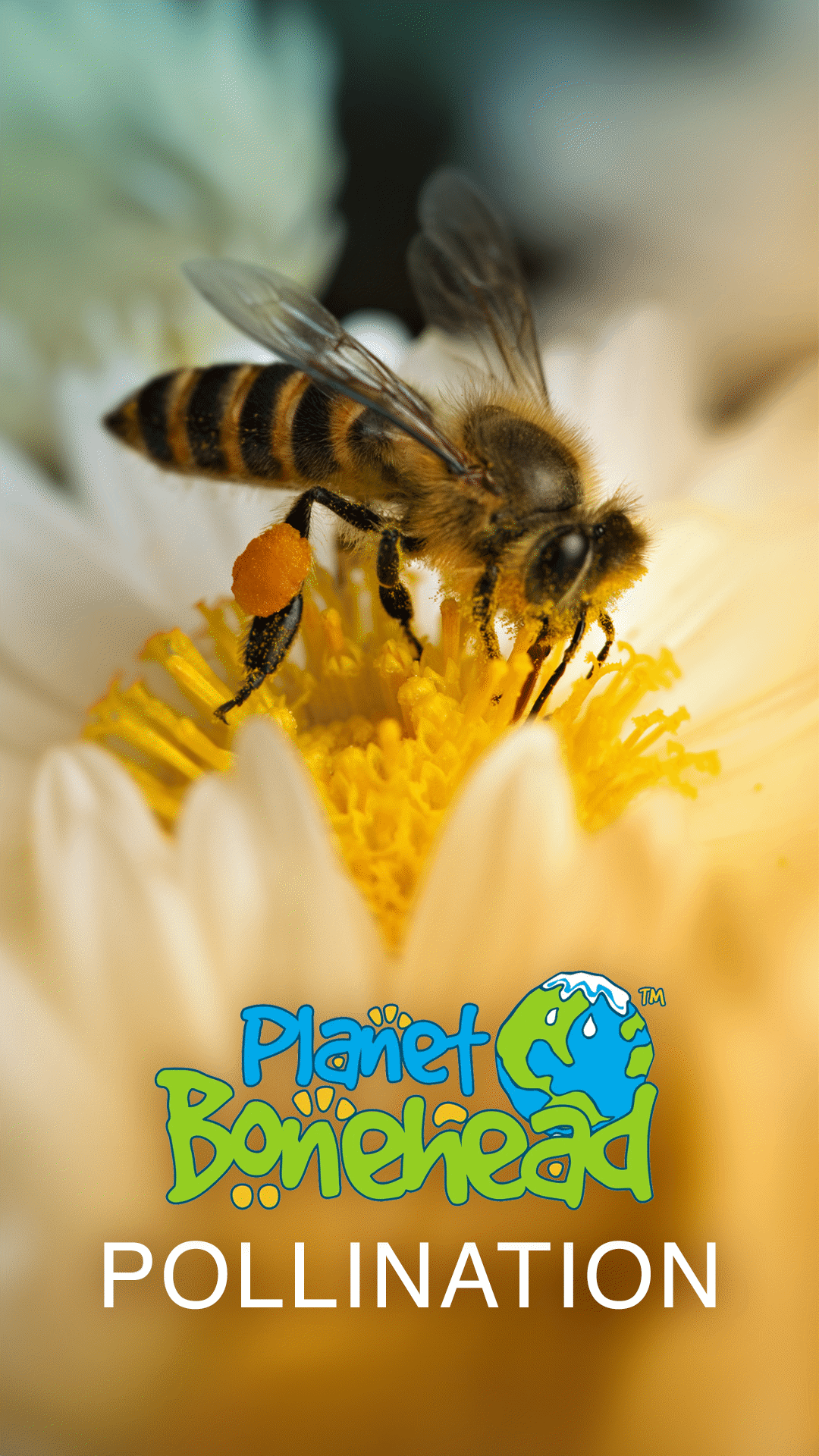 Planet Bonehead: Pollination Videos & Resources | ClickView