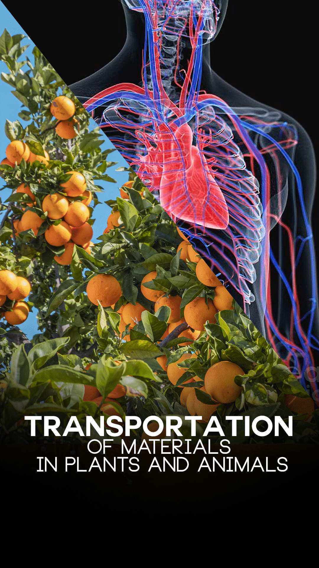 Transportation of Materials in Plants and Animals | ClickView